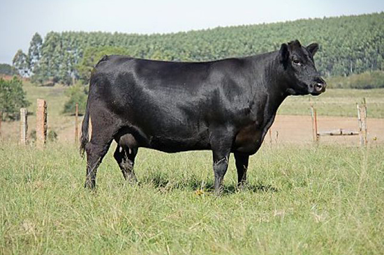 Aberdeen angus - Boucherie Haute Berthault